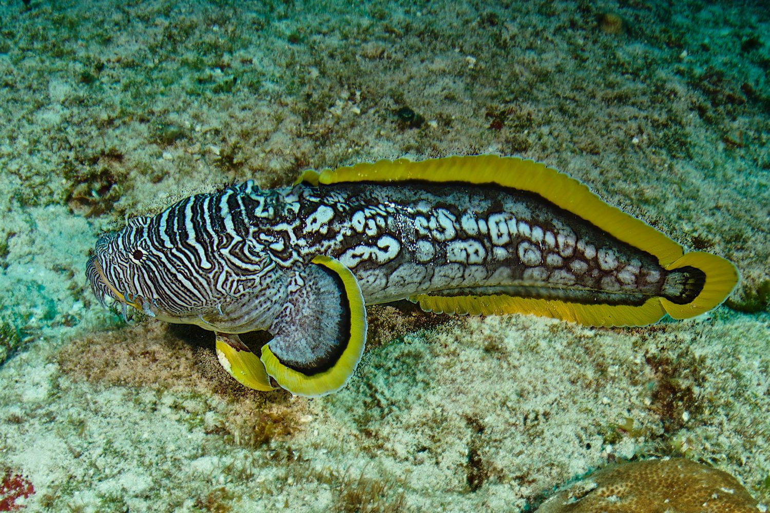 The Cozumel Splendid Toadfish - Dive Travel Guides